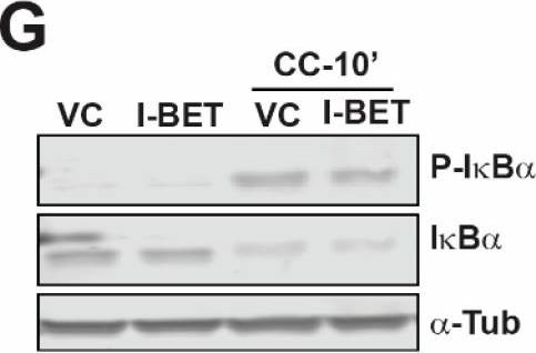 IKBa antibodies - Antibody search engine - CiteAb