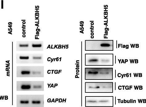 ALKBH5 antibodies - Antibody search engine - CiteAb