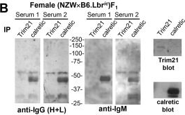 trim21 antibodies - Antibody search engine - CiteAb