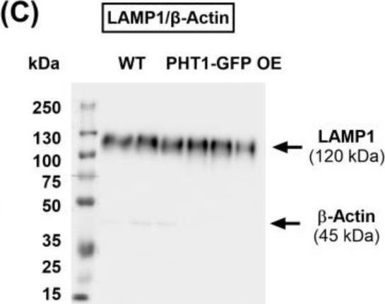 LAMP1 antibodies - Antibody search engine - CiteAb