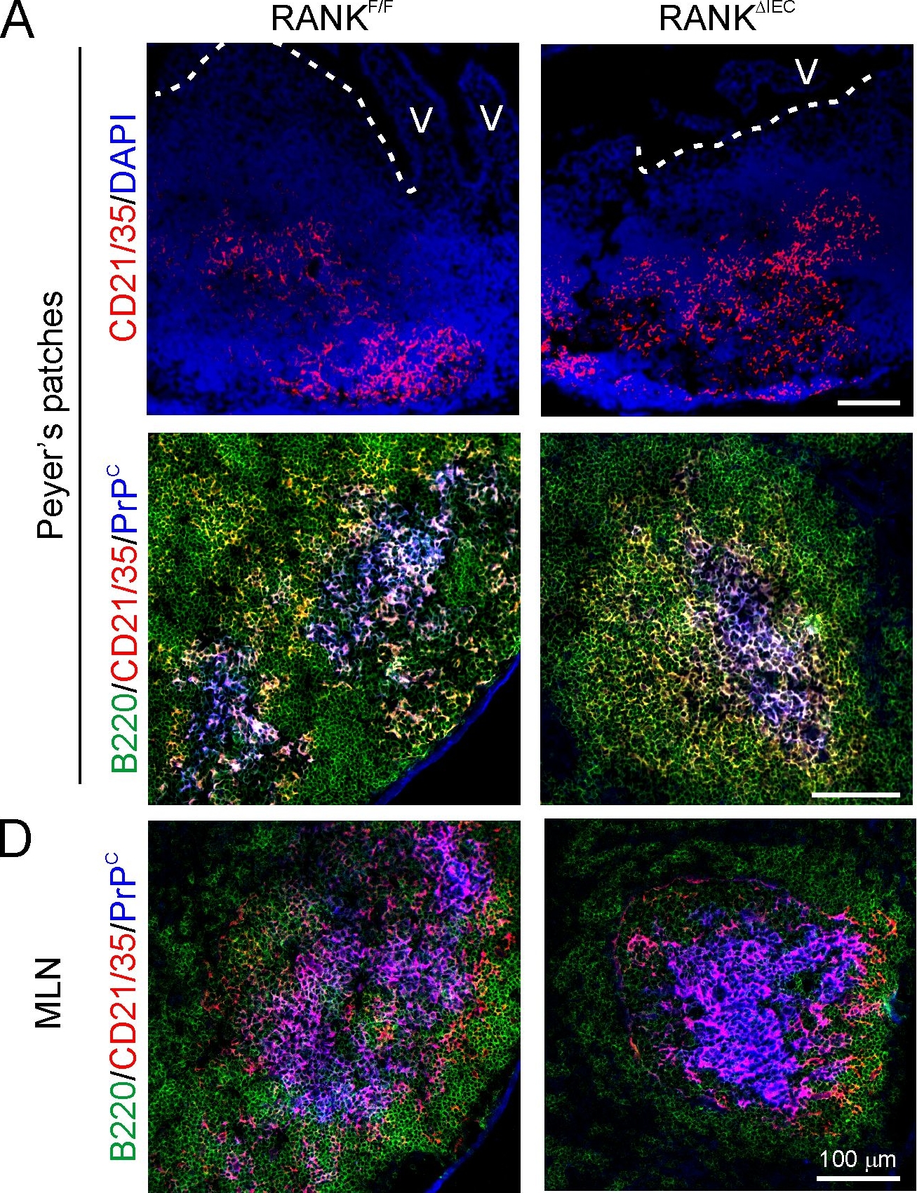cd21 antibodies - Antibody search engine - CiteAb