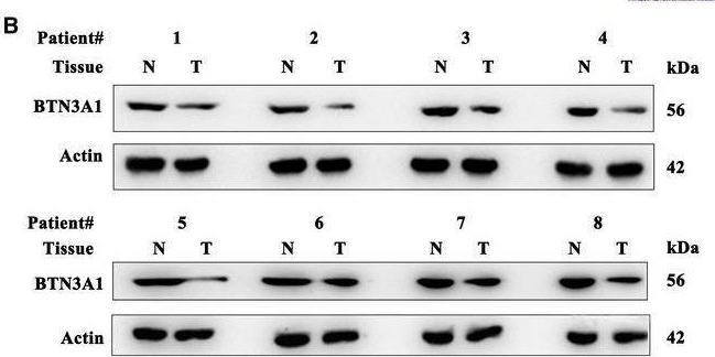 BTN3A1 antibodies - Antibody search engine - CiteAb