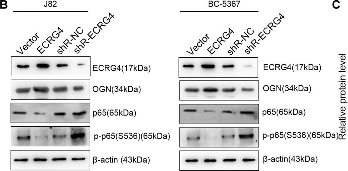 ecrg4 antibodies - Antibody search engine - CiteAb