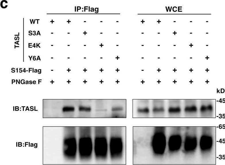 SLC15A4 antibodies - Antibody search engine - CiteAb