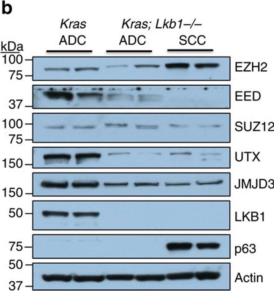 kdm6a antibodies - Antibody search engine - CiteAb
