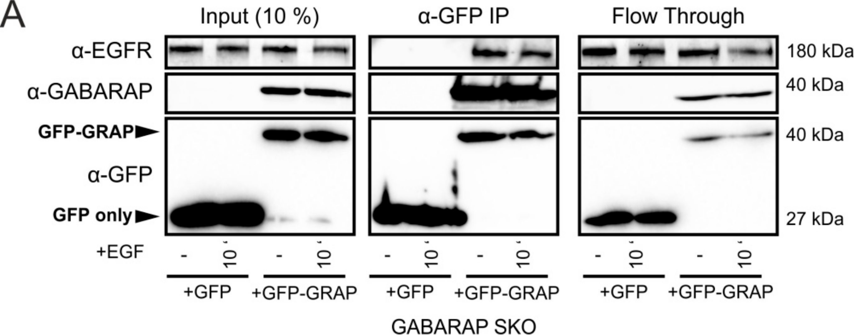 GABA antibodies - Antibody search engine - CiteAb