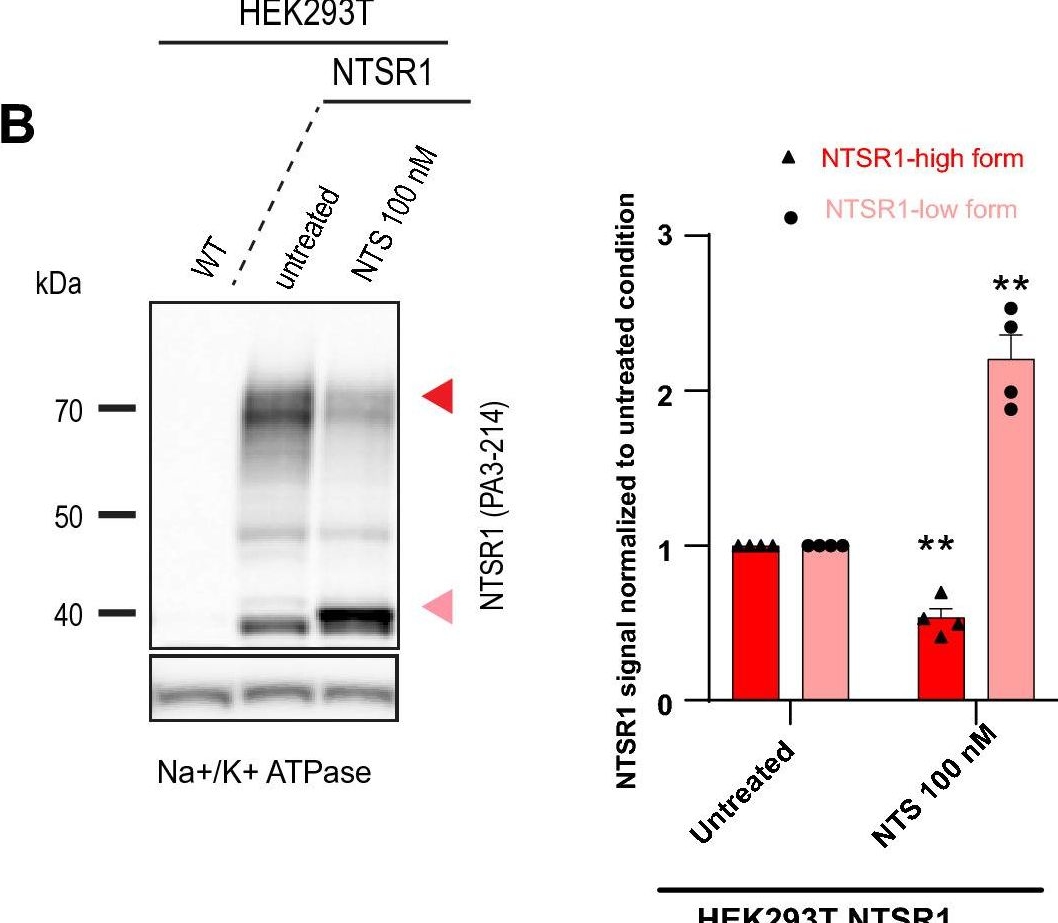 NTSR1 antibodies - Antibody search engine - CiteAb