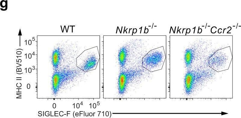 SiglecF antibodies - Antibody search engine - CiteAb