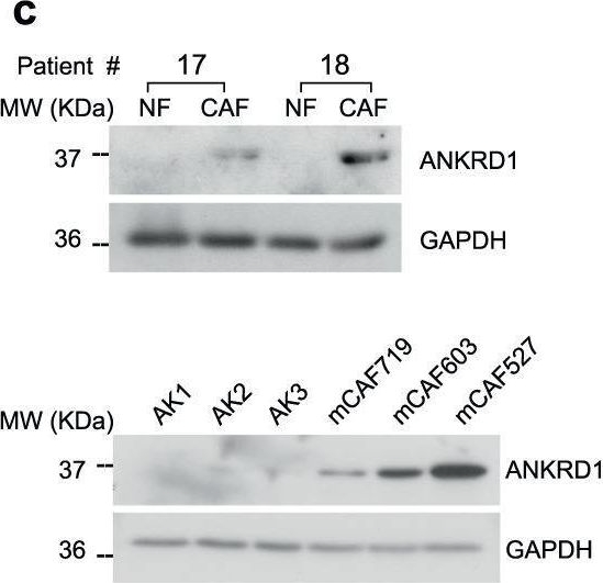 Ankrd1 antibodies - Antibody search engine - CiteAb