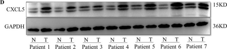 Cxcl5 antibodies - Antibody search engine - CiteAb