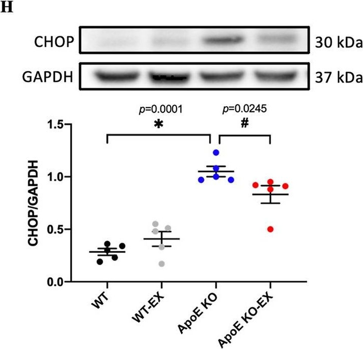 CHOP antibodies - Antibody search engine - CiteAb