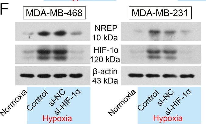 NREP antibodies - Antibody search engine - CiteAb