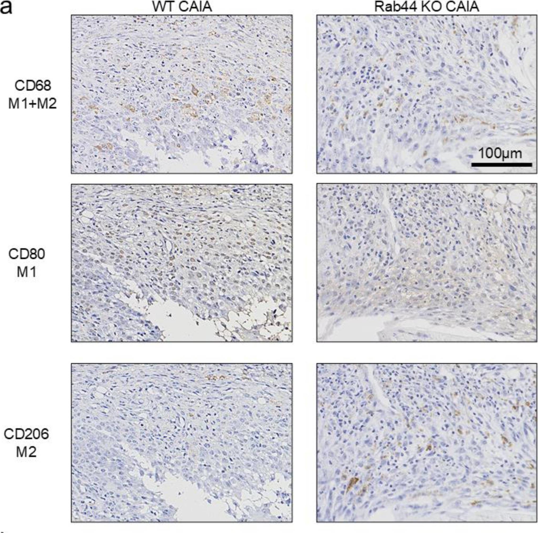 CD68 antibodies - Antibody search engine - CiteAb