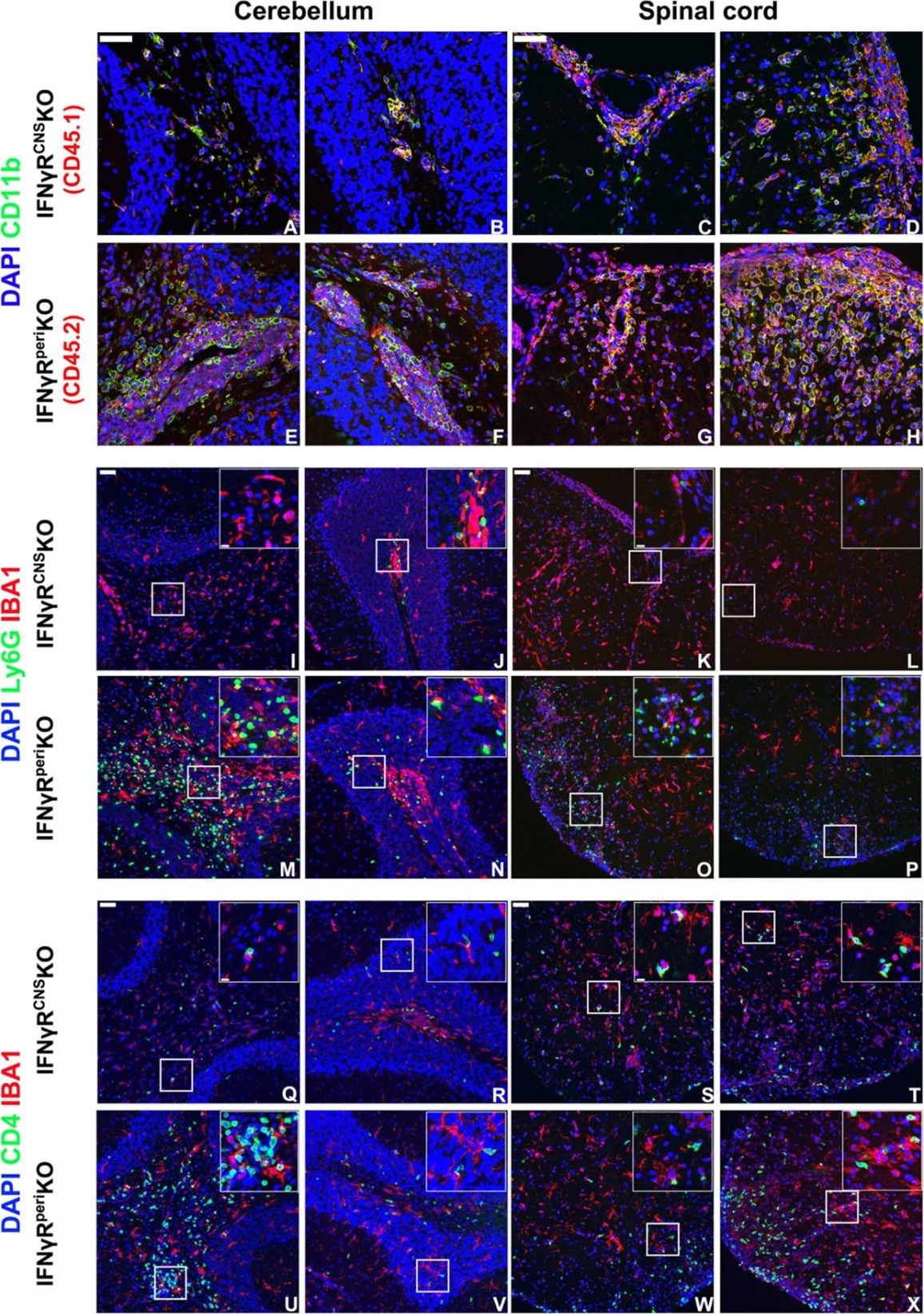 Ly6g antibodies - Antibody search engine - CiteAb