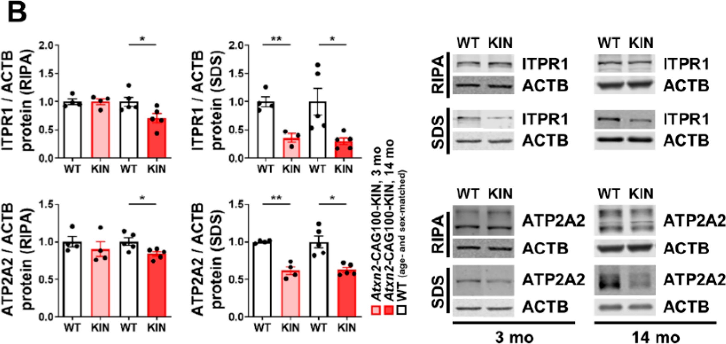 ip3r antibodies - Antibody search engine - CiteAb