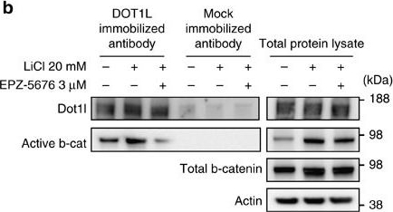 KMT4 antibodies - Antibody search engine - CiteAb