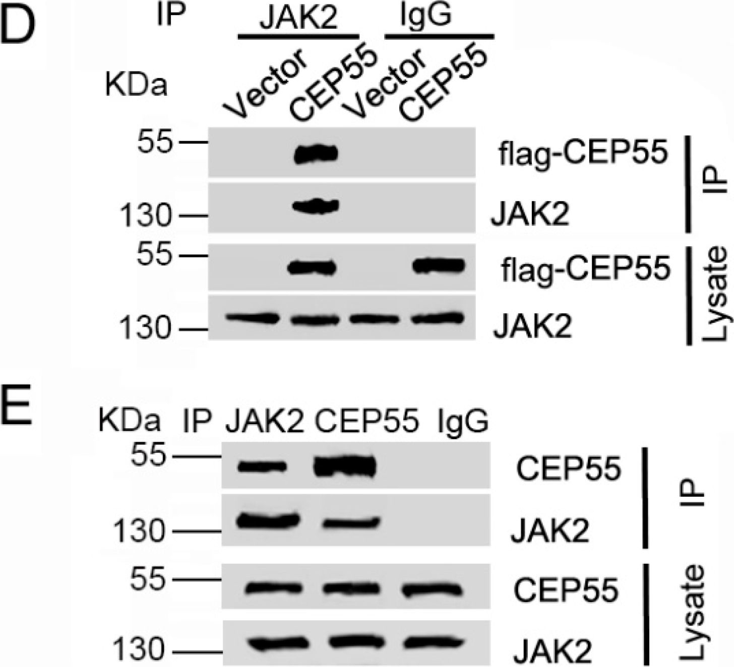 CEP55 antibodies - Antibody search engine - CiteAb