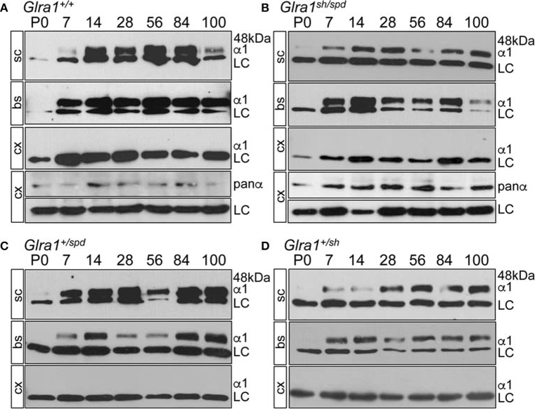 Glyr antibodies - Antibody search engine - CiteAb