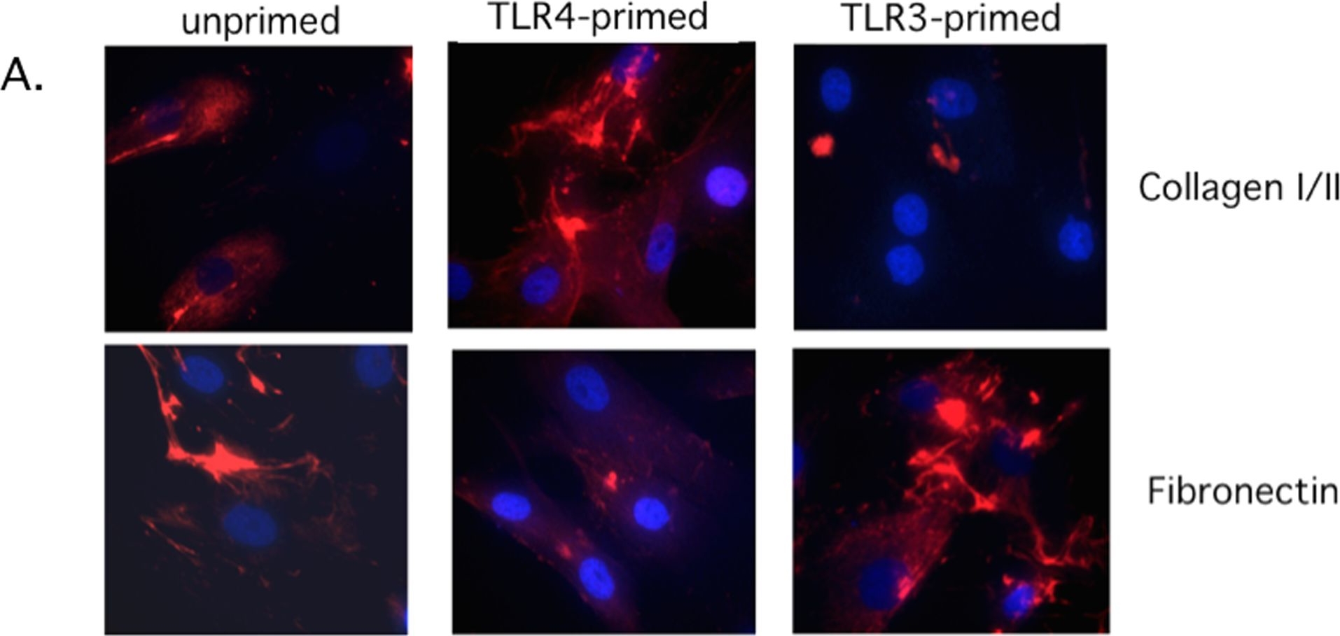 COL1A1 antibodies - Antibody search engine - CiteAb