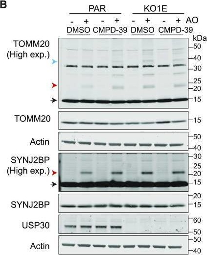 USP30 antibodies - Antibody search engine - CiteAb