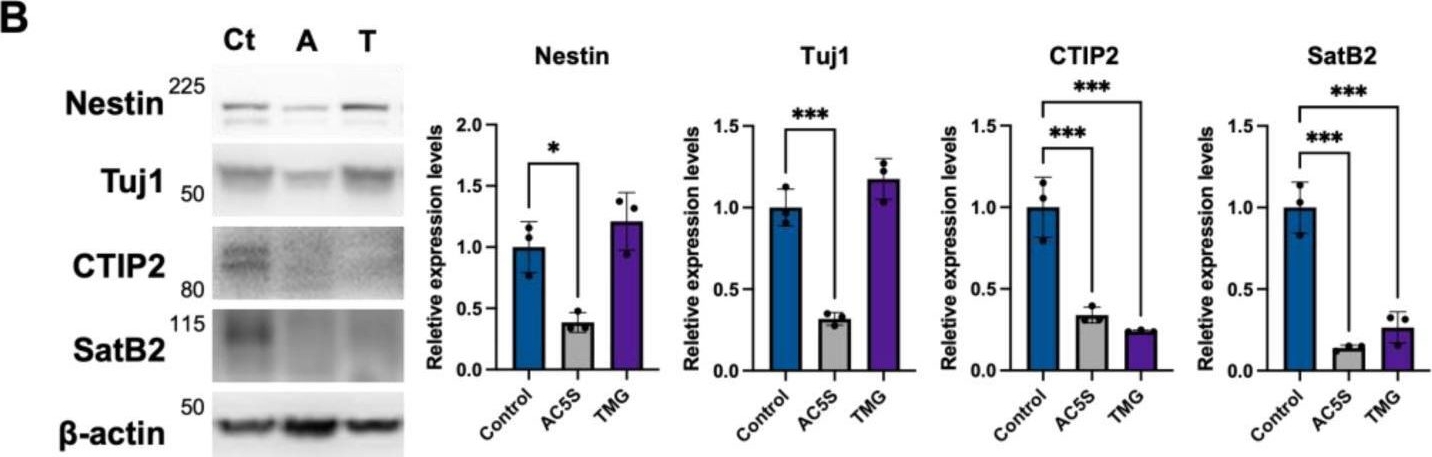 CTIP2 antibodies - Antibody search engine - CiteAb