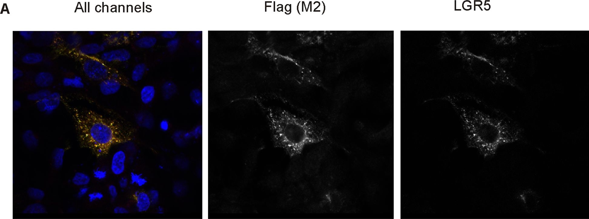 LGR5 antibodies - Antibody search engine - CiteAb