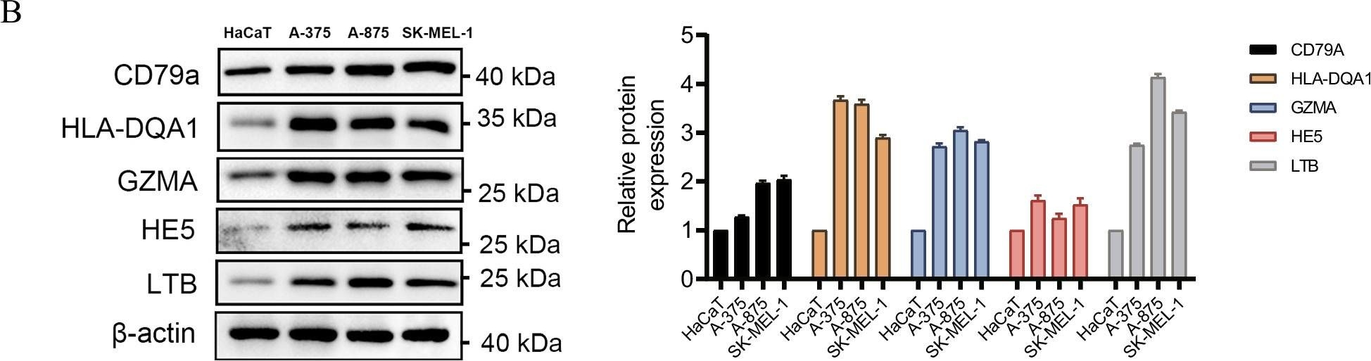 CD79A antibodies - Antibody search engine - CiteAb