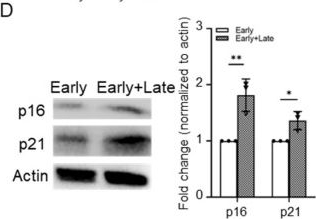 P16 antibodies - Antibody search engine - CiteAb