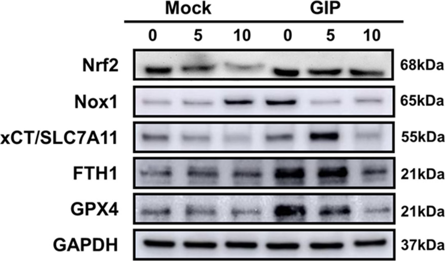 FTH1 antibodies - Antibody search engine - CiteAb