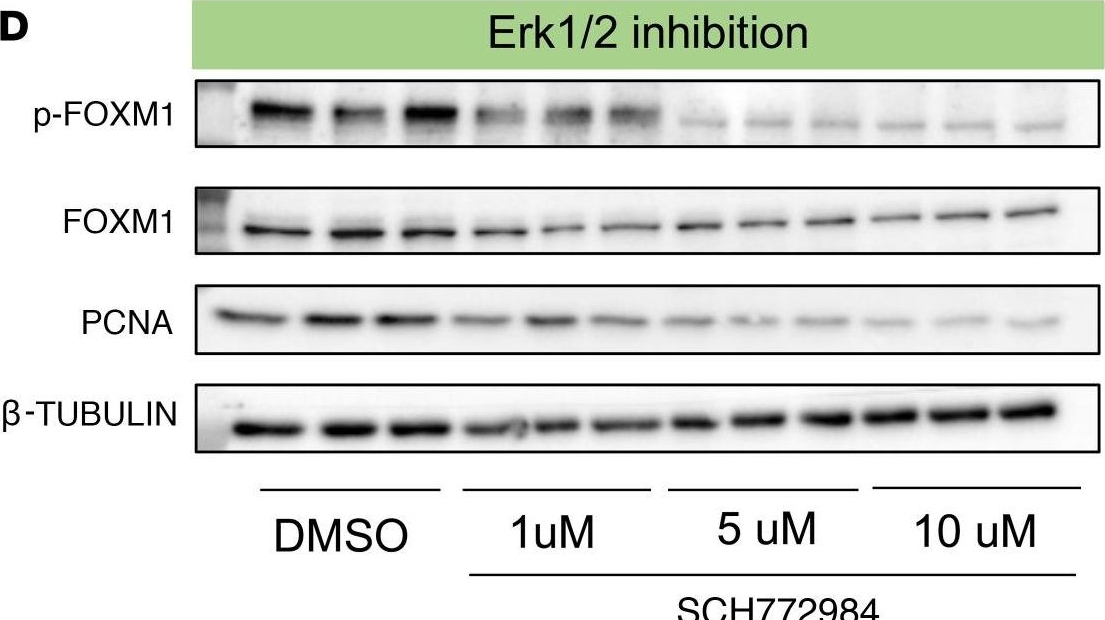 FOXM1 antibodies - Antibody search engine - CiteAb