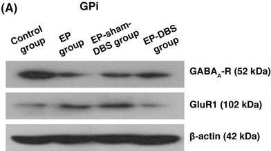 GABA antibodies - Antibody search engine - CiteAb