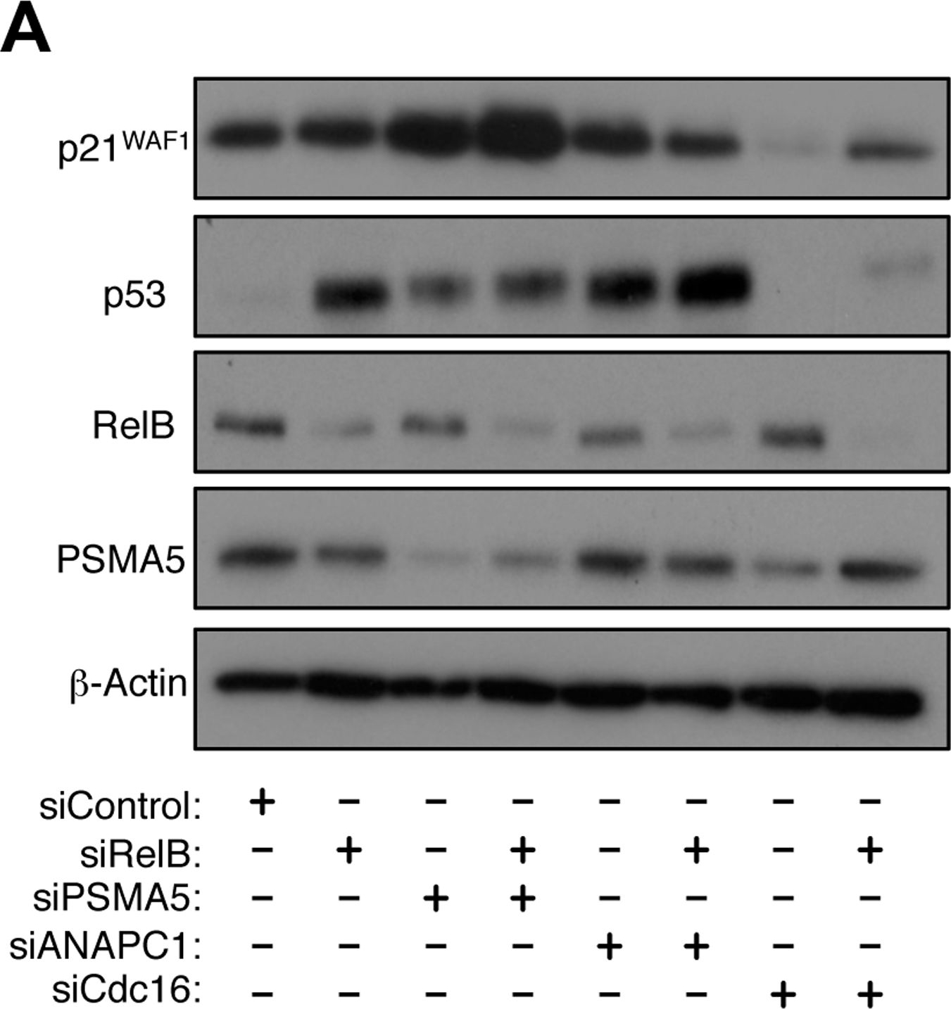 psma antibodies - Antibody search engine - CiteAb
