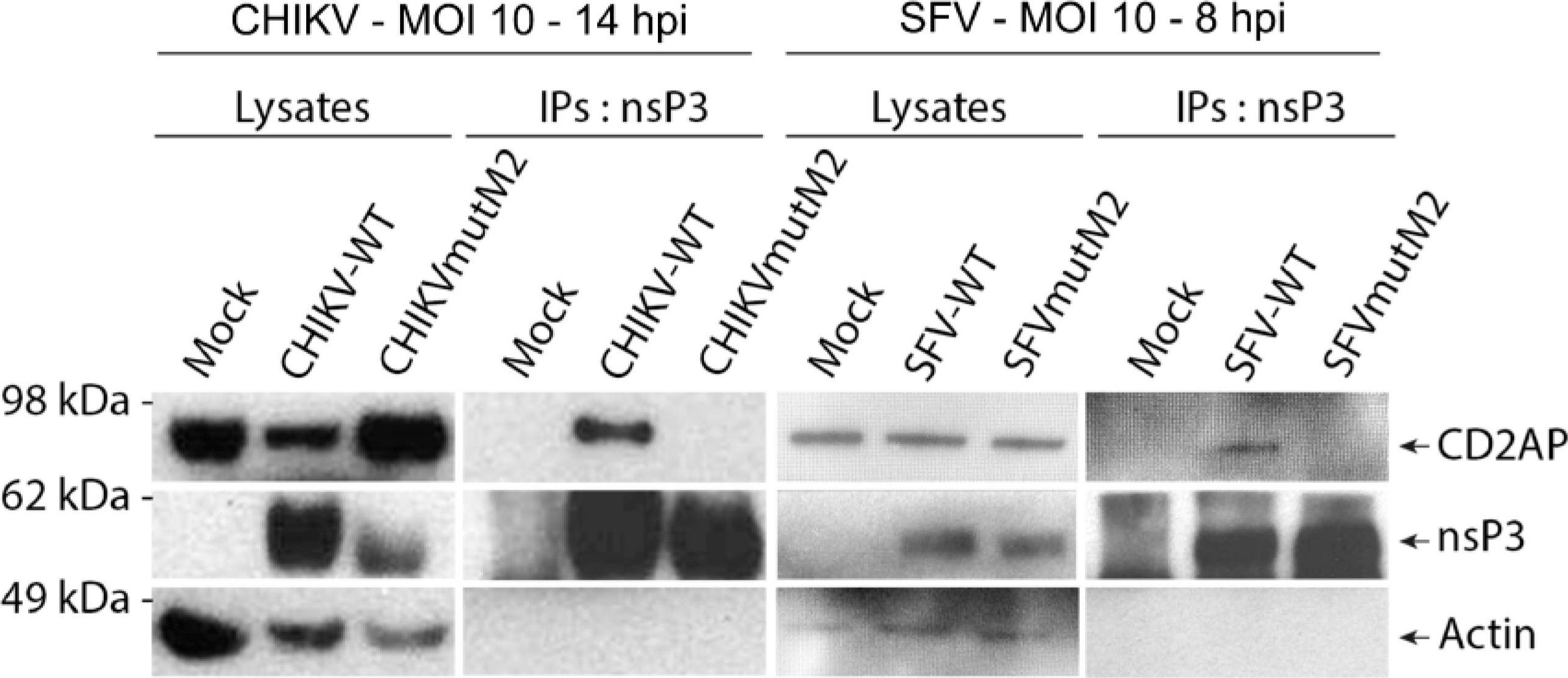 CD2AP antibodies - Antibody search engine - CiteAb