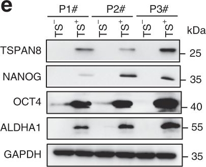 TSPAN8 antibodies - Antibody search engine - CiteAb