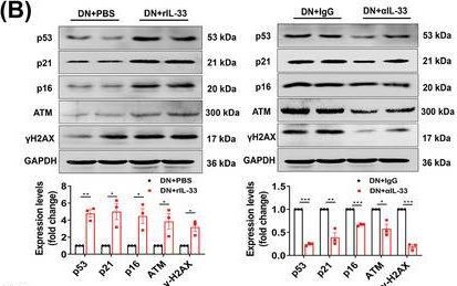 P16 antibodies - Antibody search engine - CiteAb