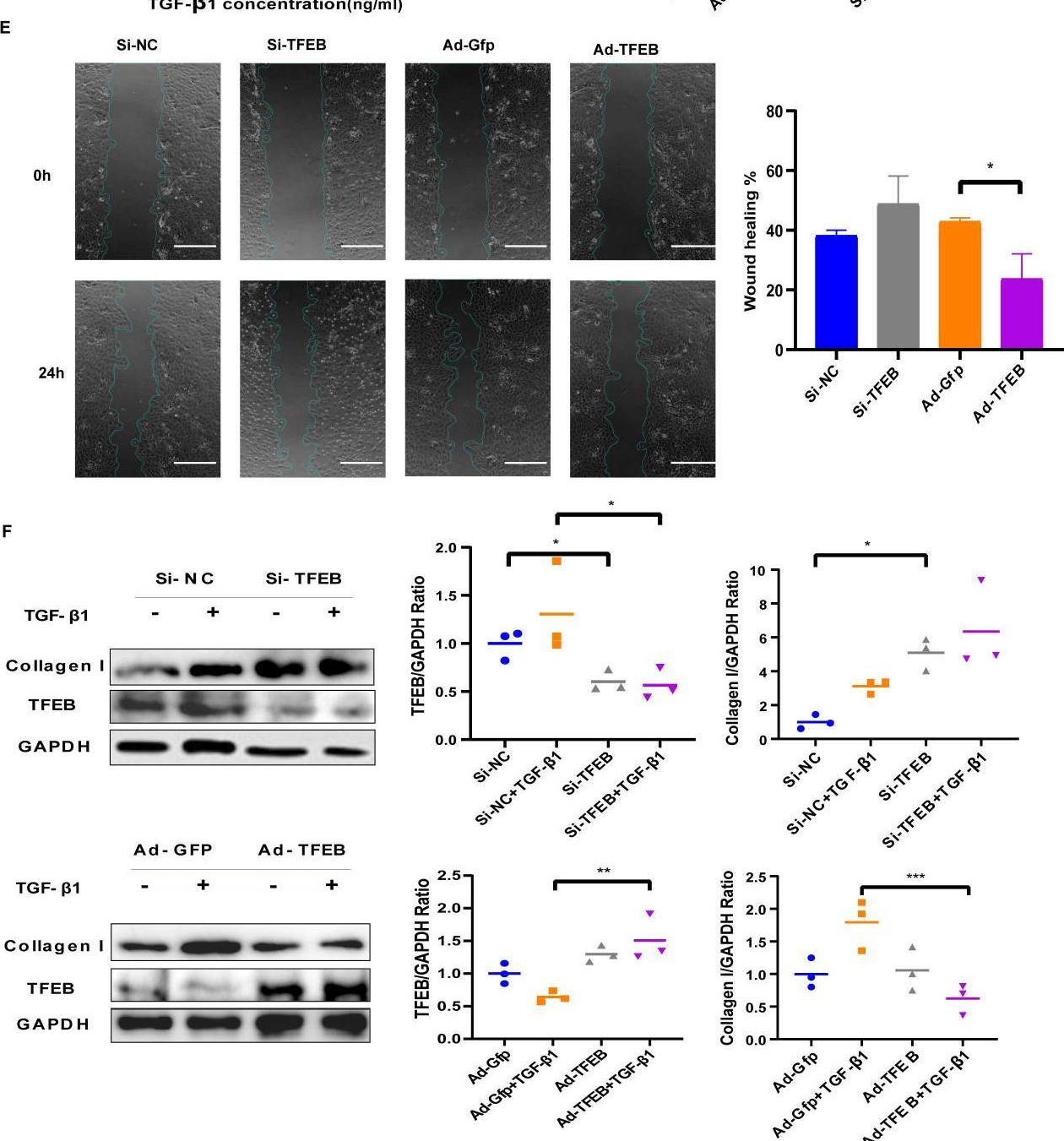 COL3A1 antibodies - Antibody search engine - CiteAb
