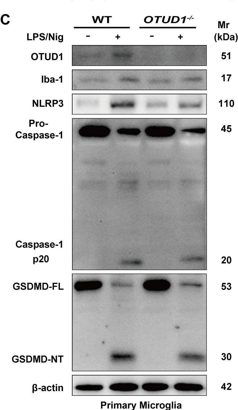 DUBA antibodies - Antibody search engine - CiteAb