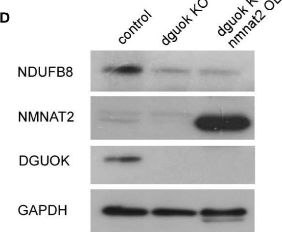 NMNAT2 antibodies - Antibody search engine - CiteAb