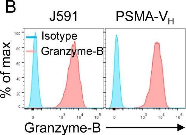 GZMB antibodies - Antibody search engine - CiteAb