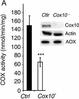 COX10 antibodies - Antibody search engine - CiteAb