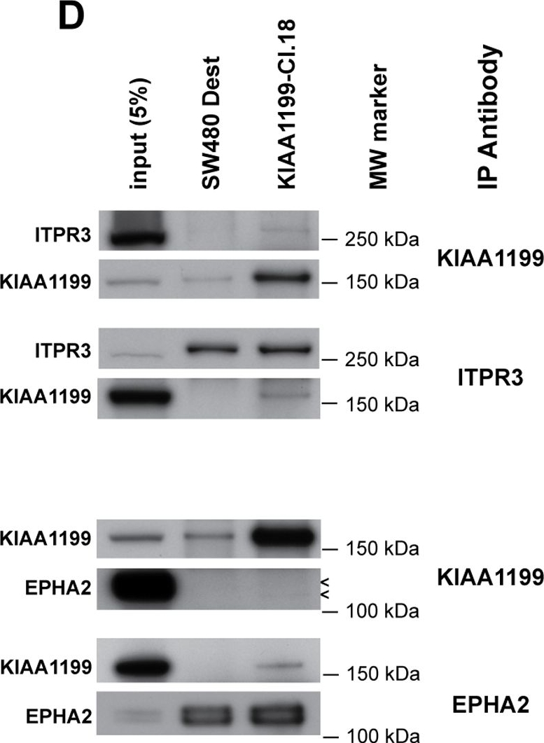 Epha2 antibodies - Antibody search engine - CiteAb