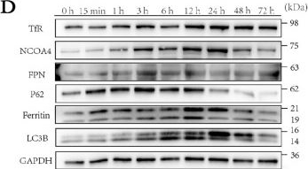 FTH1 antibodies - Antibody search engine - CiteAb