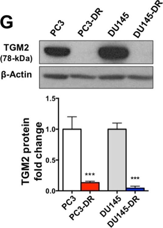 tgm2 antibodies - Antibody search engine - CiteAb