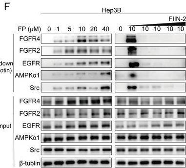 FGFR4 antibodies - Antibody search engine - CiteAb