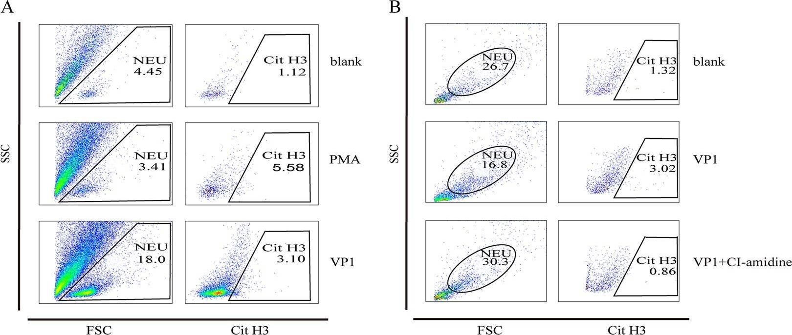 CD32 antibodies - Antibody search engine - CiteAb