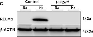 retnla antibodies - Antibody search engine - CiteAb