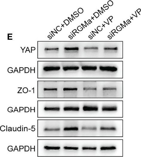 Yap antibodies - Antibody search engine - CiteAb