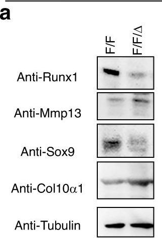 runx1 antibodies - Antibody search engine - CiteAb