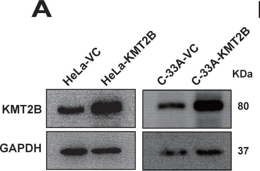KMT2D antibodies - Antibody search engine - CiteAb
