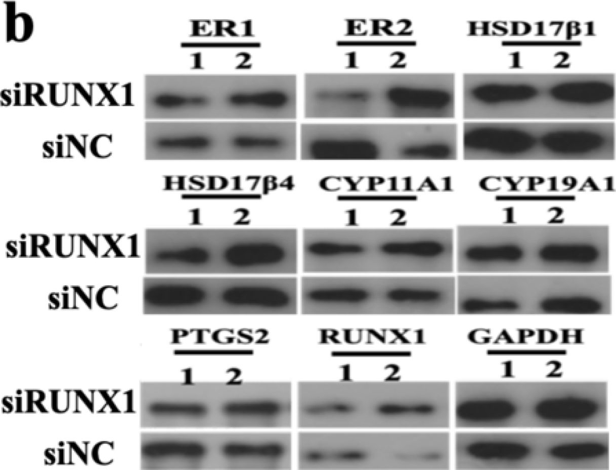 RUNX2 antibodies - Antibody search engine - CiteAb